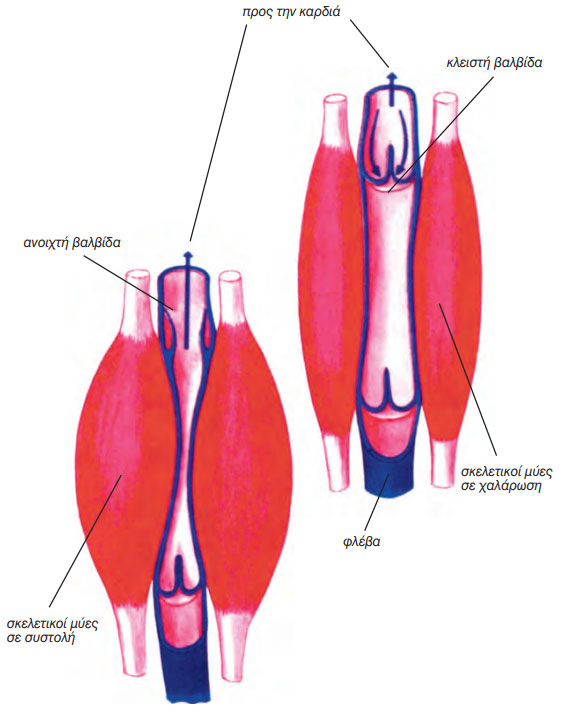 3. ΚΥΚΛΟΦΟΡΙΚΟ ΣΥΣΤΗΜΑ